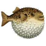 swellfish Meaning, Definition & Pronunciation | EngDict
